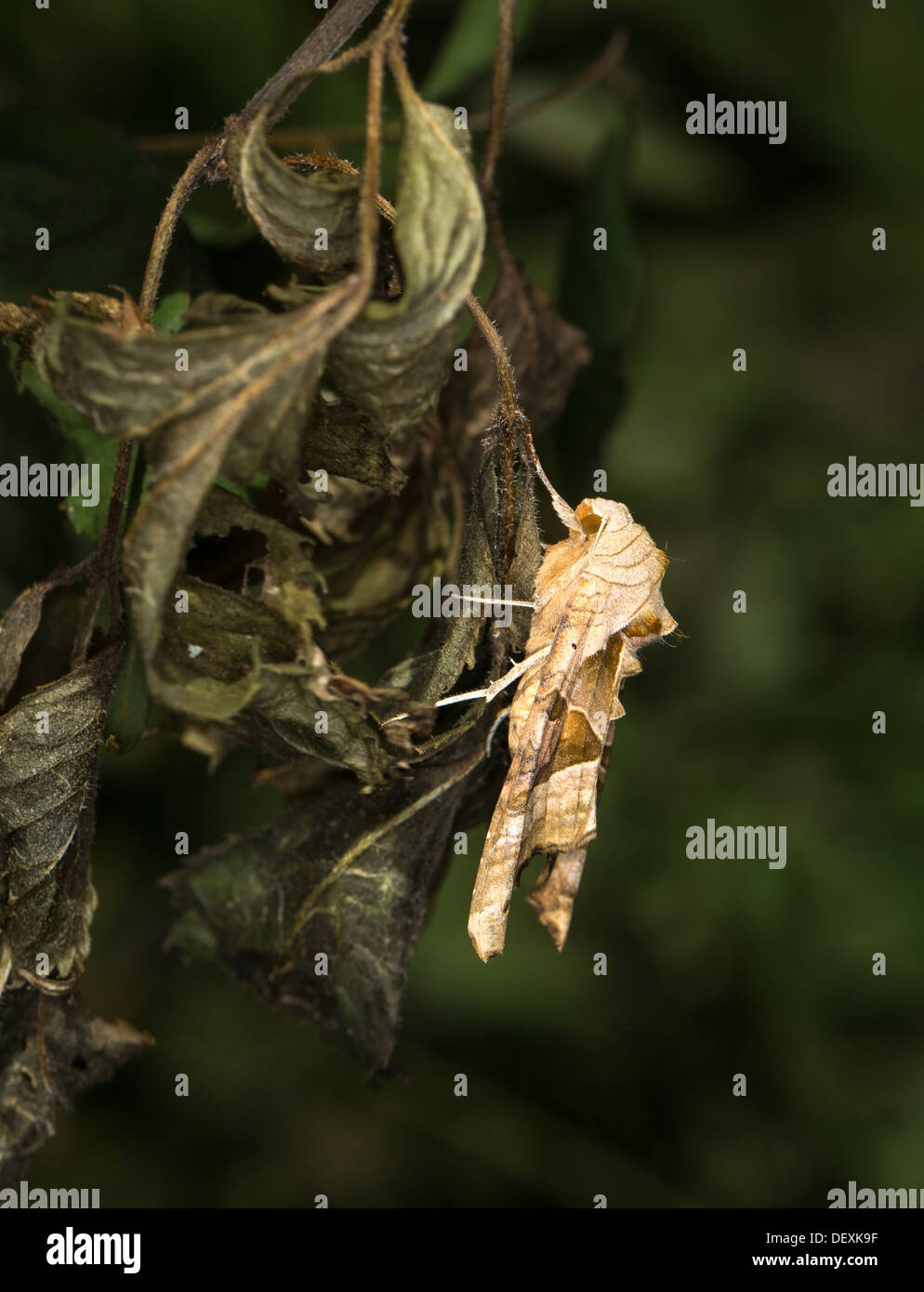 Angle shades moth hi-res stock photography and images - Alamy