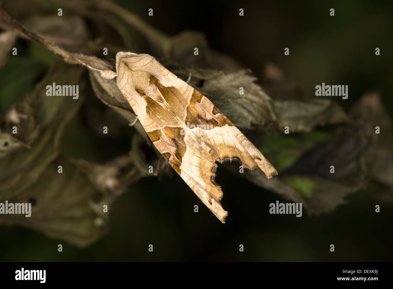 Angle shades moth (Phlogophora meticulosa) with angular markings ...