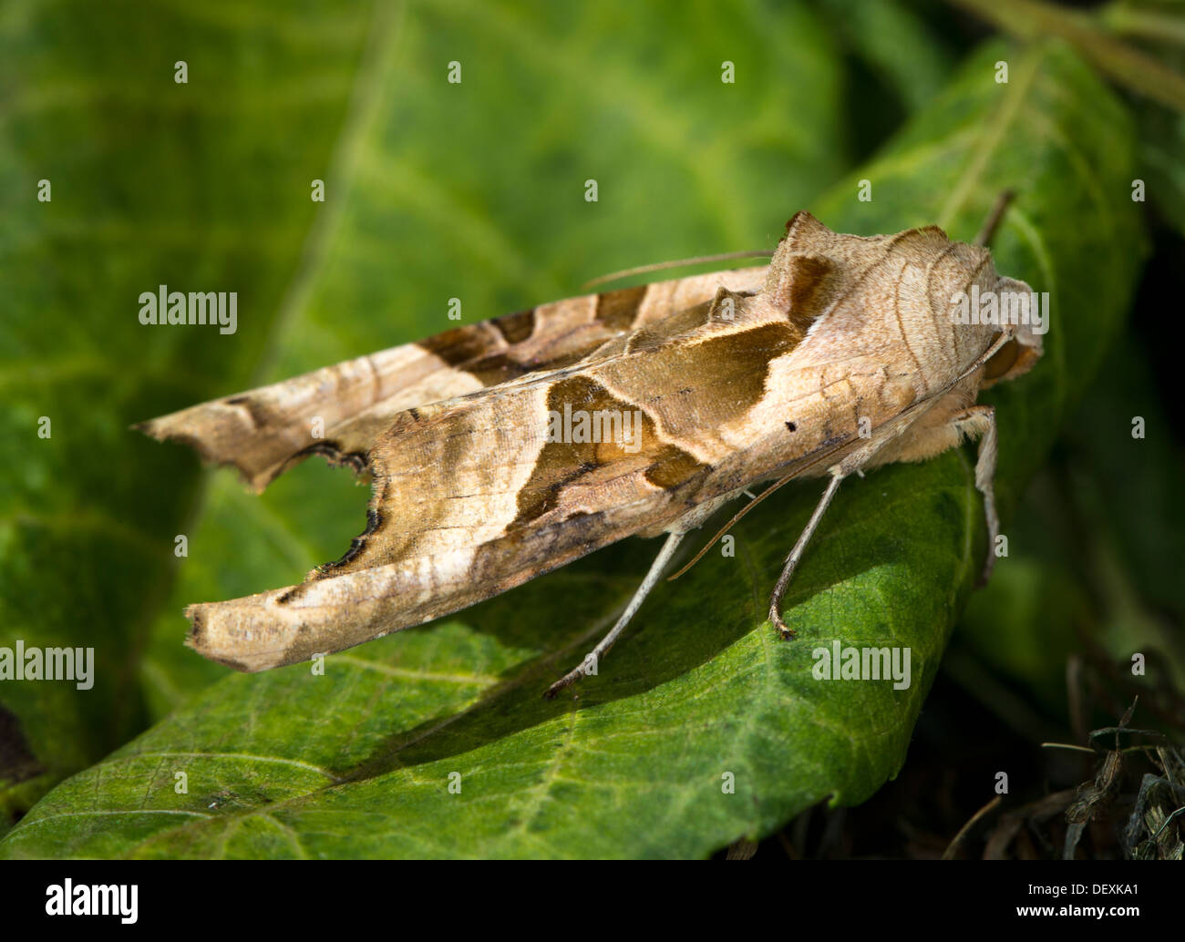 Angle shades moth (Phlogophora meticulosa) with angular markings ...
