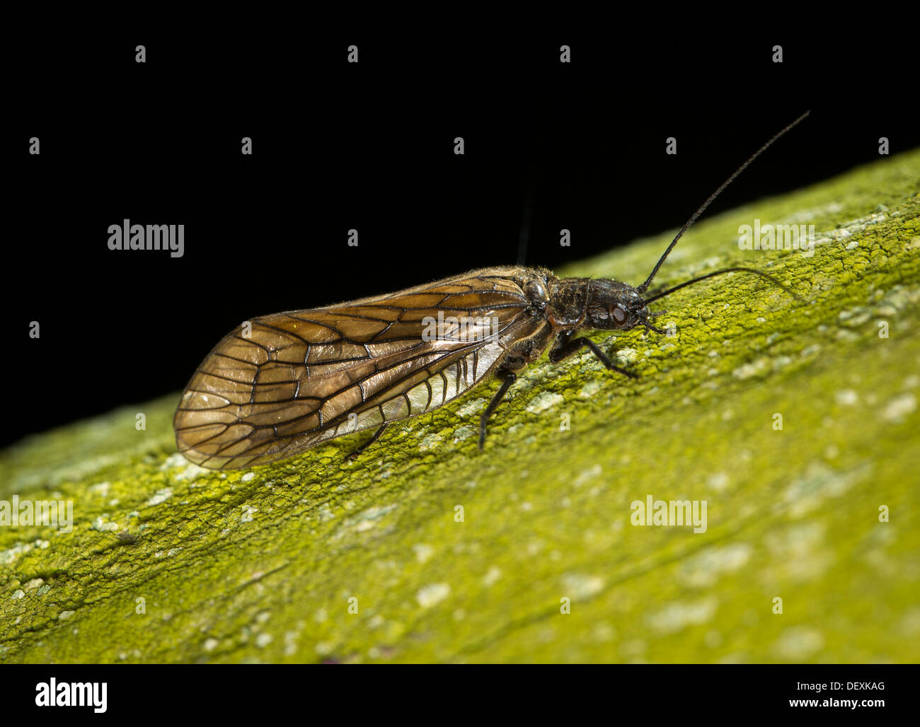 Alder fly (Sialis species, possibly S. lutaria Stock Photo - Alamy