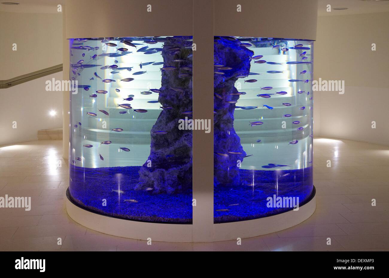 Flora and fauna of the Gulf of Gascony, Aquarium, Le Musee de la Mer ...