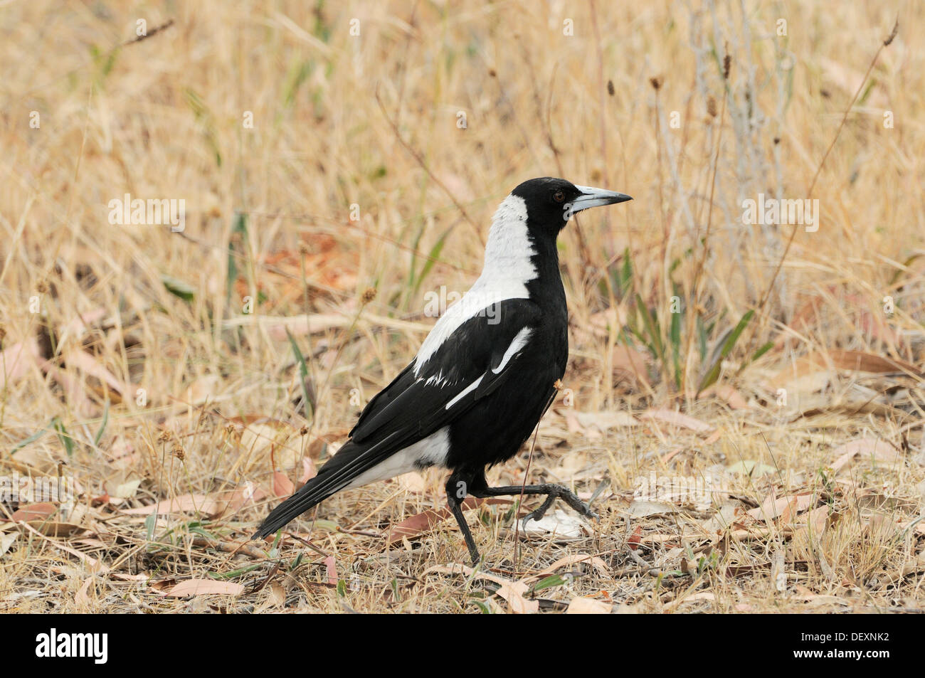 Australian Magpie Gymnorhina tibicen Photographed in Tasmania Stock ...