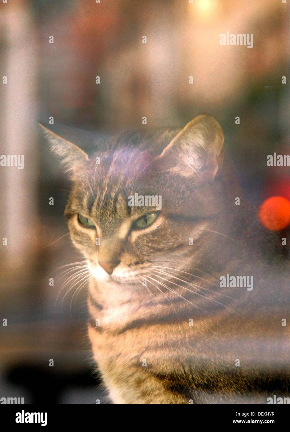 Pyrenees cat hi-res stock photography and images - Alamy