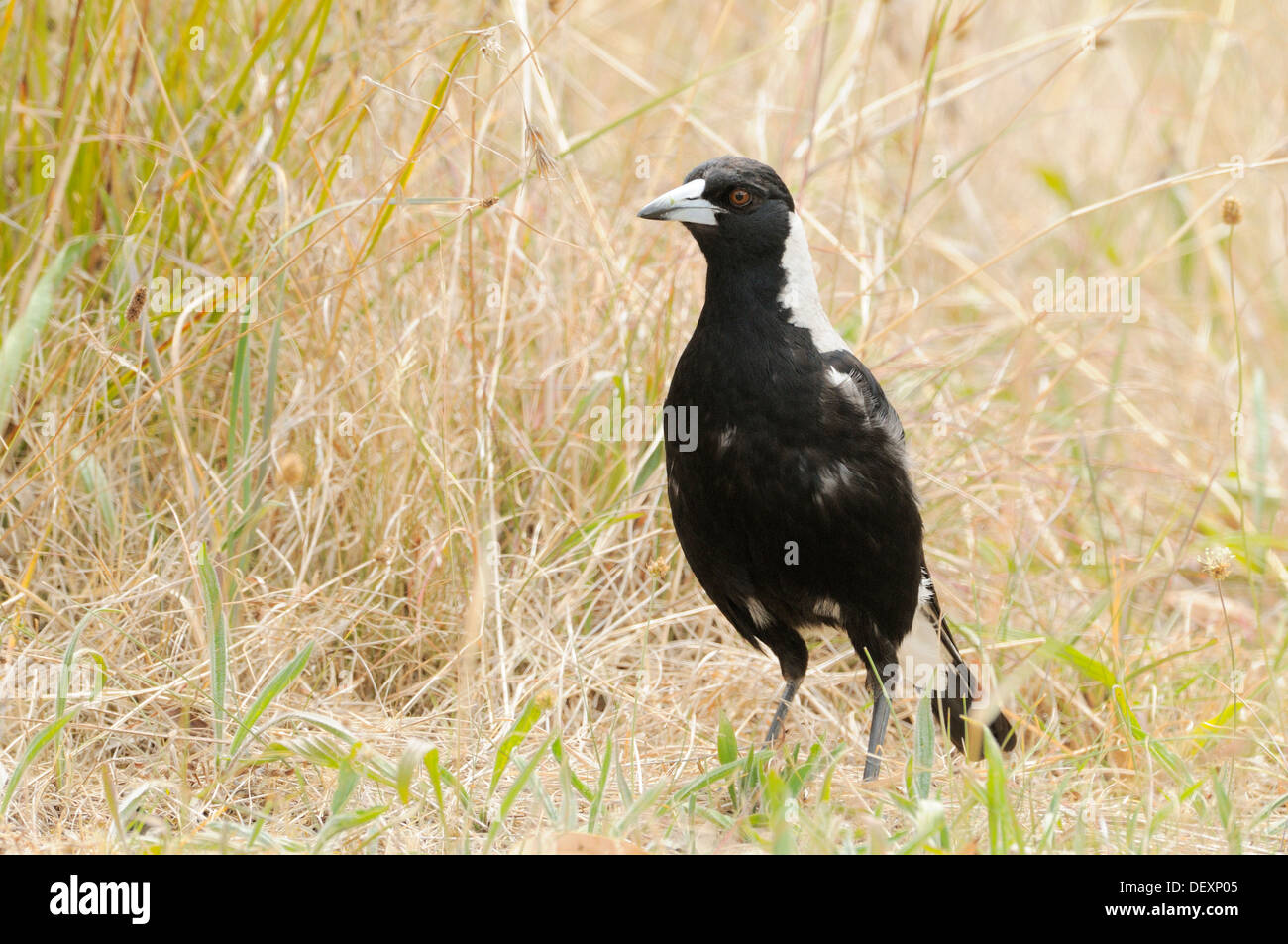 Australian Magpie Gymnorhina tibicen Photographed in Tasmania Stock ...