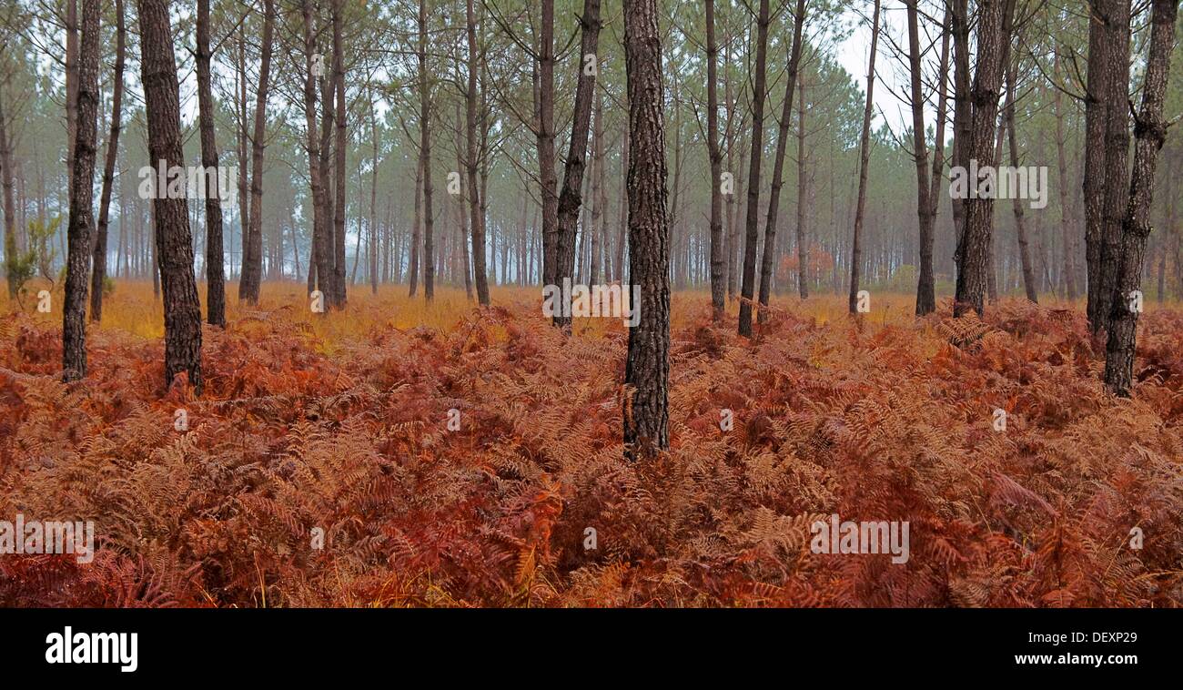 Landes forest hi-res stock photography and images - Alamy