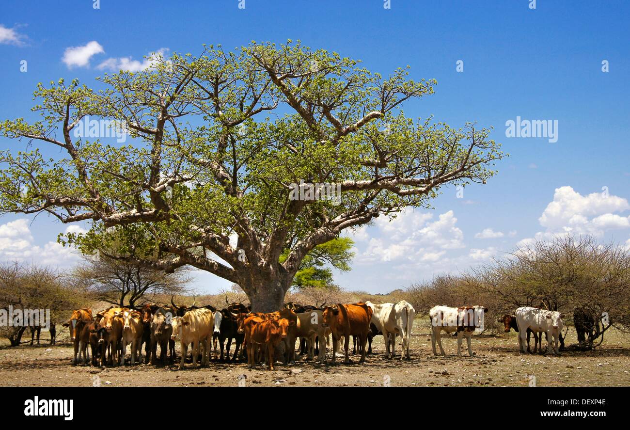 Baobab africa animal hi-res stock photography and images - Alamy