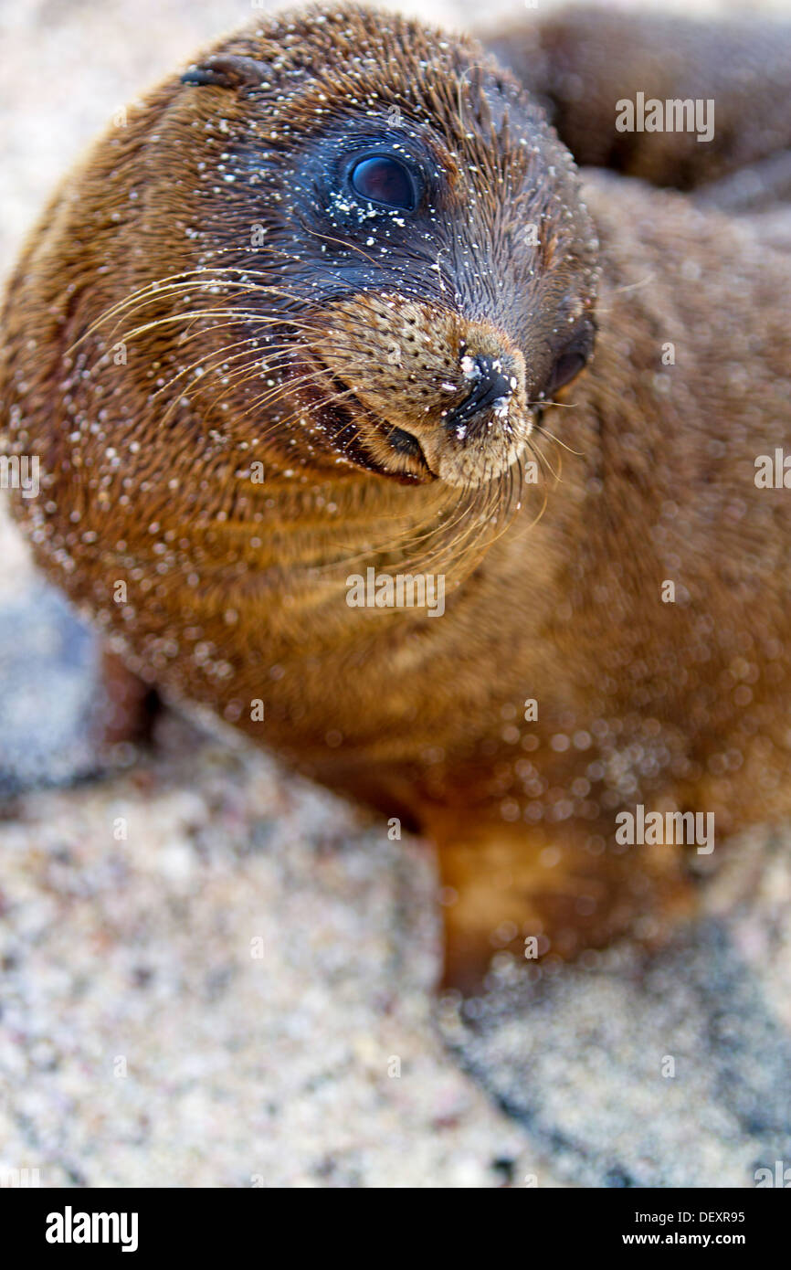 Galapagos sea lion Stock Photo - Alamy