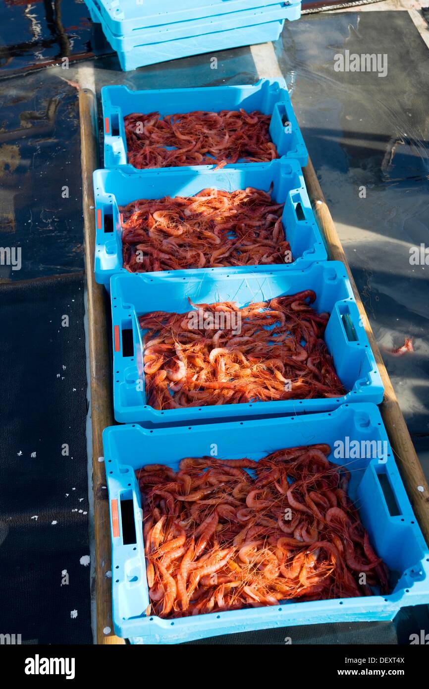 Sailor fish hi-res stock photography and images - Alamy