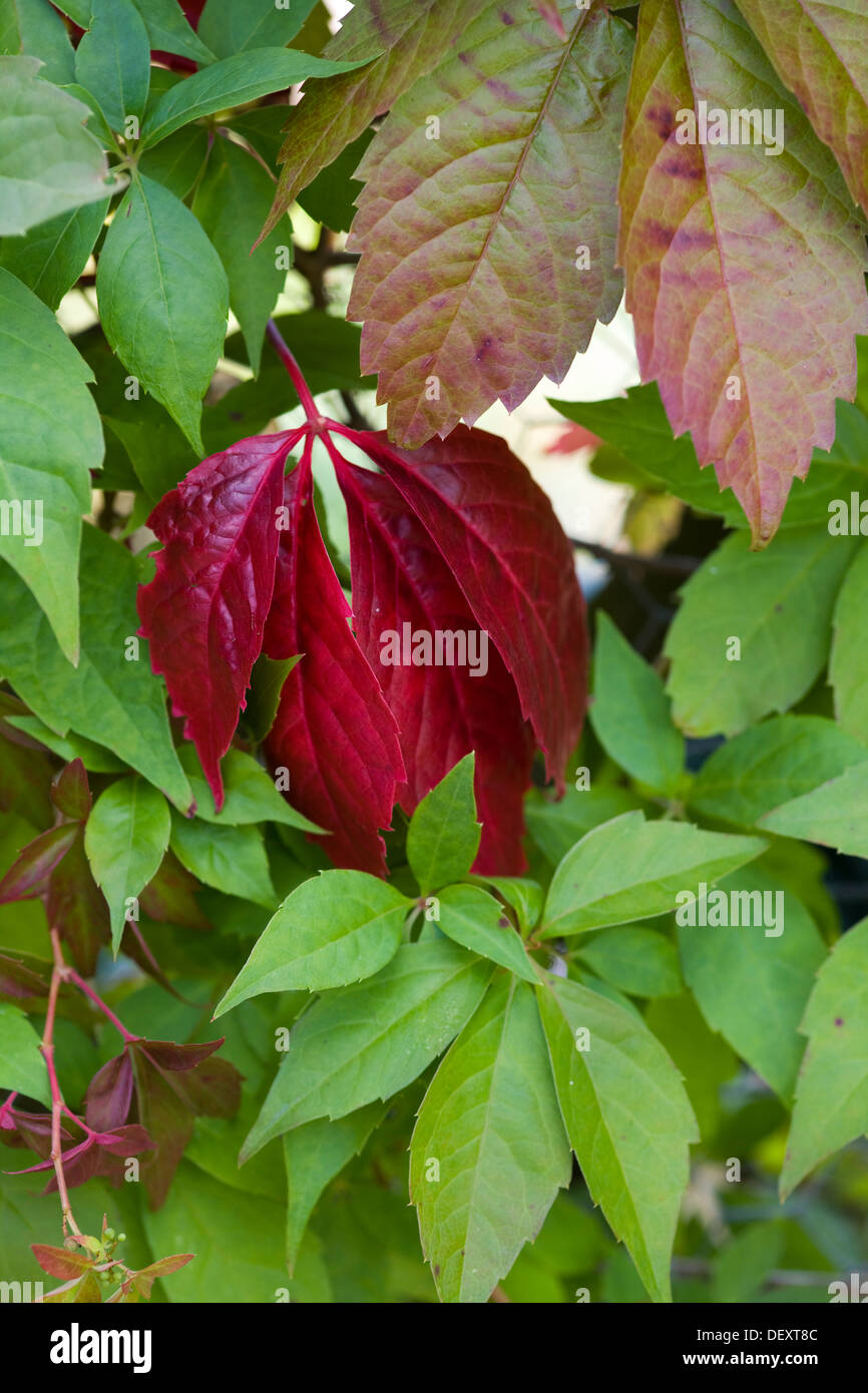 Evergreen fir tree hi-res stock photography and images - Alamy