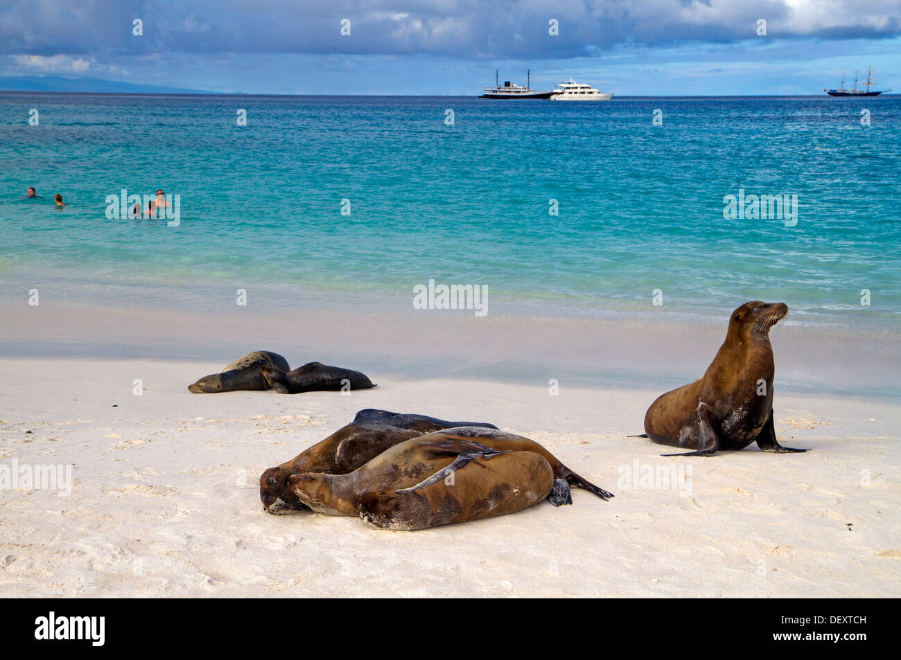 Galapagos sea lions and visitors at Gardner Bay, Espanola Island ...