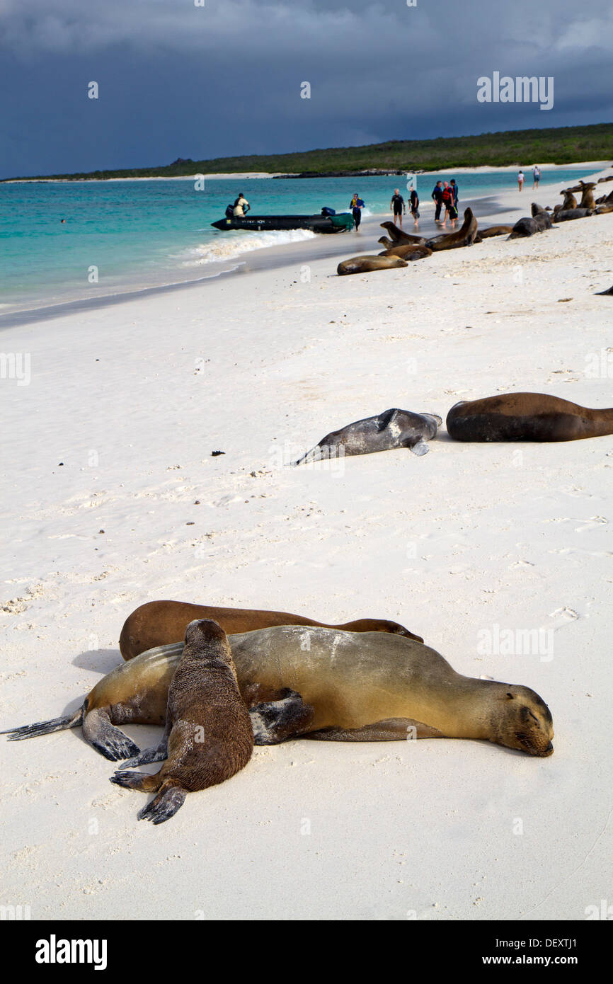 Galapagos sea lions and visitors at Gardner Bay, Espanola Island ...