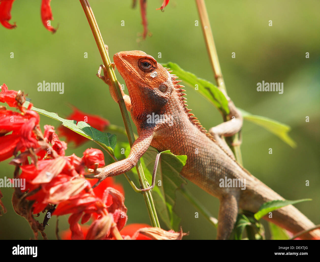 orange lizard sitting on flower in the natural habitat. close-up photos ...