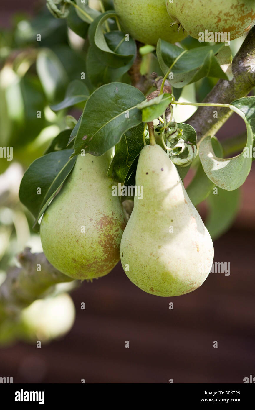 Pyrus communis "Concorde" Pear growing on a branch Stock Photo - Alamy