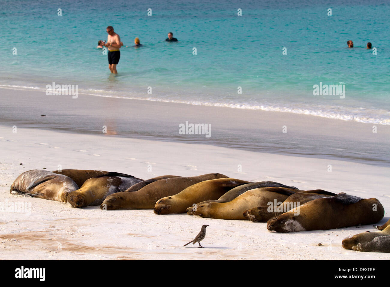 Galapagos sea lions and visitors at Gardner Bay, Espanola Island ...