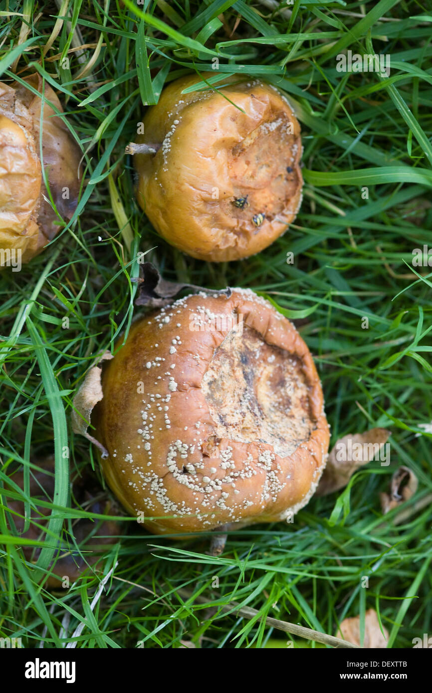 Rotting crops hi-res stock photography and images - Alamy