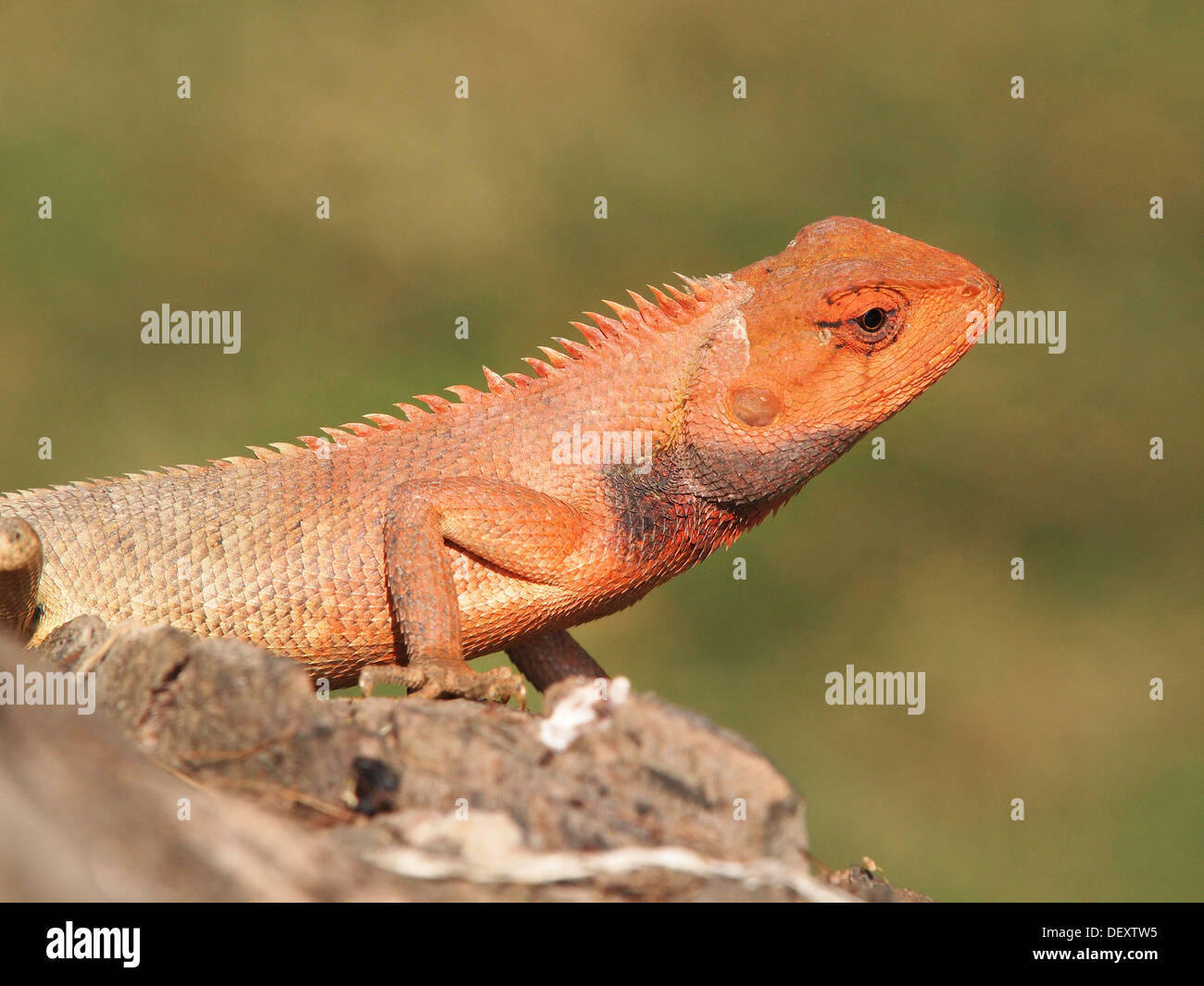 orange lizard sitting on stone in the natural habitat. close-up photos ...