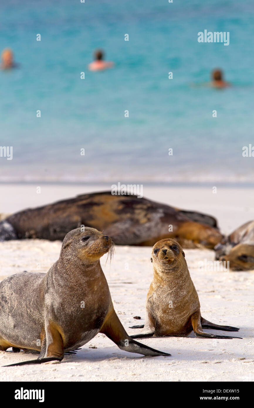 Galapagos sea lions and visitors at Gardner Bay, Espanola Island ...