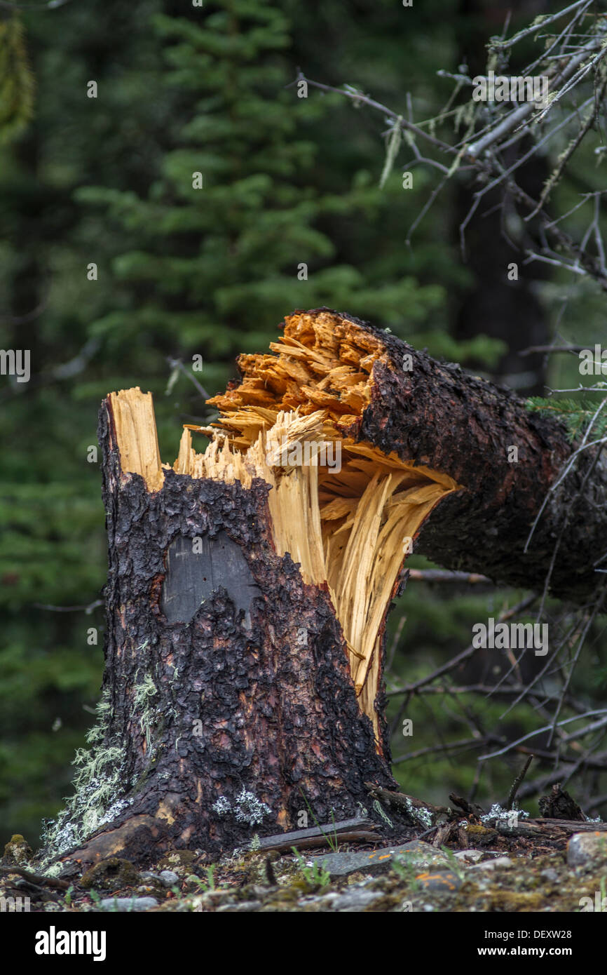 Tornado aftermath tree hi-res stock photography and images - Alamy