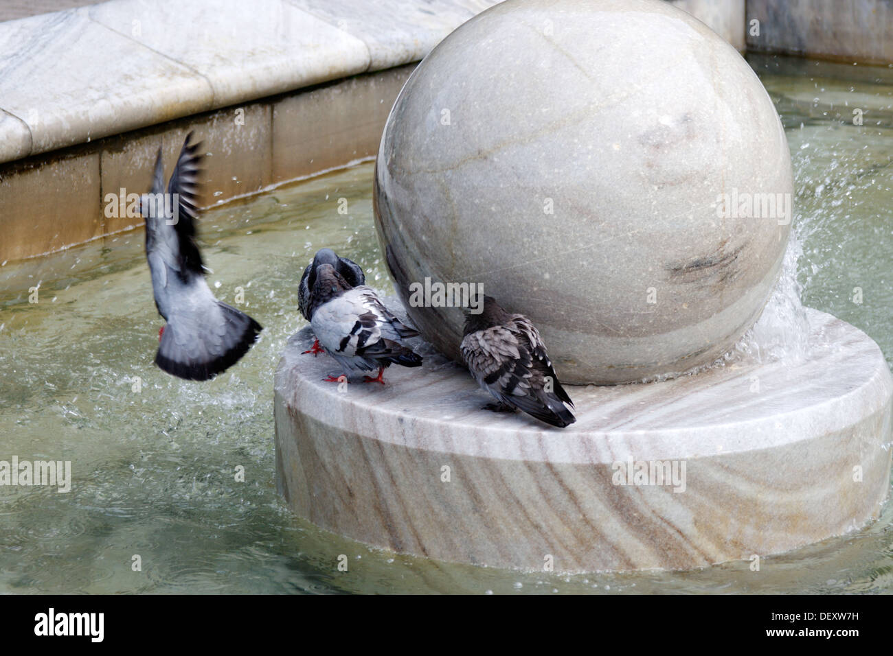 gray pigeon drinking water Stock Photo - Alamy