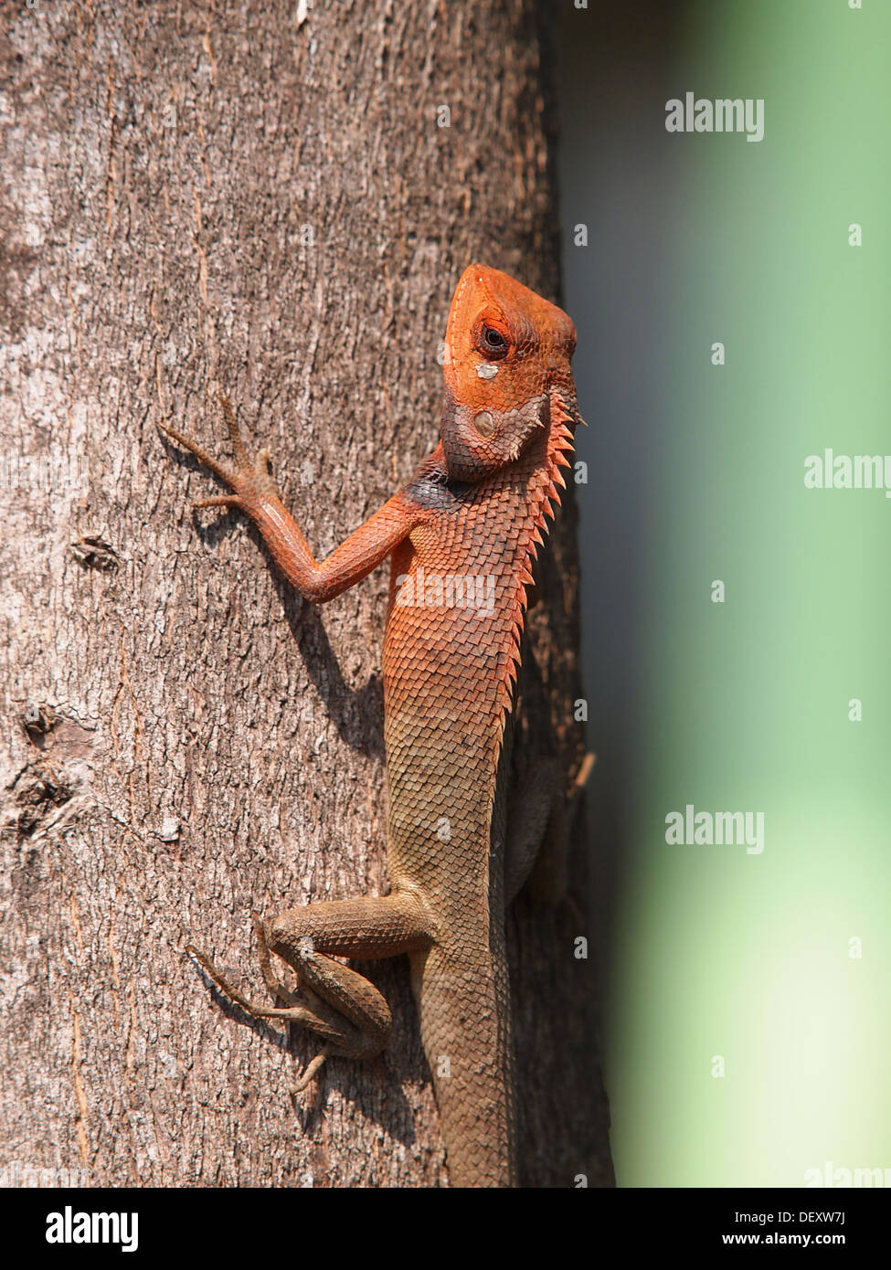 orange lizard sitting on vetkeb in the natural habitat. close-up photos ...