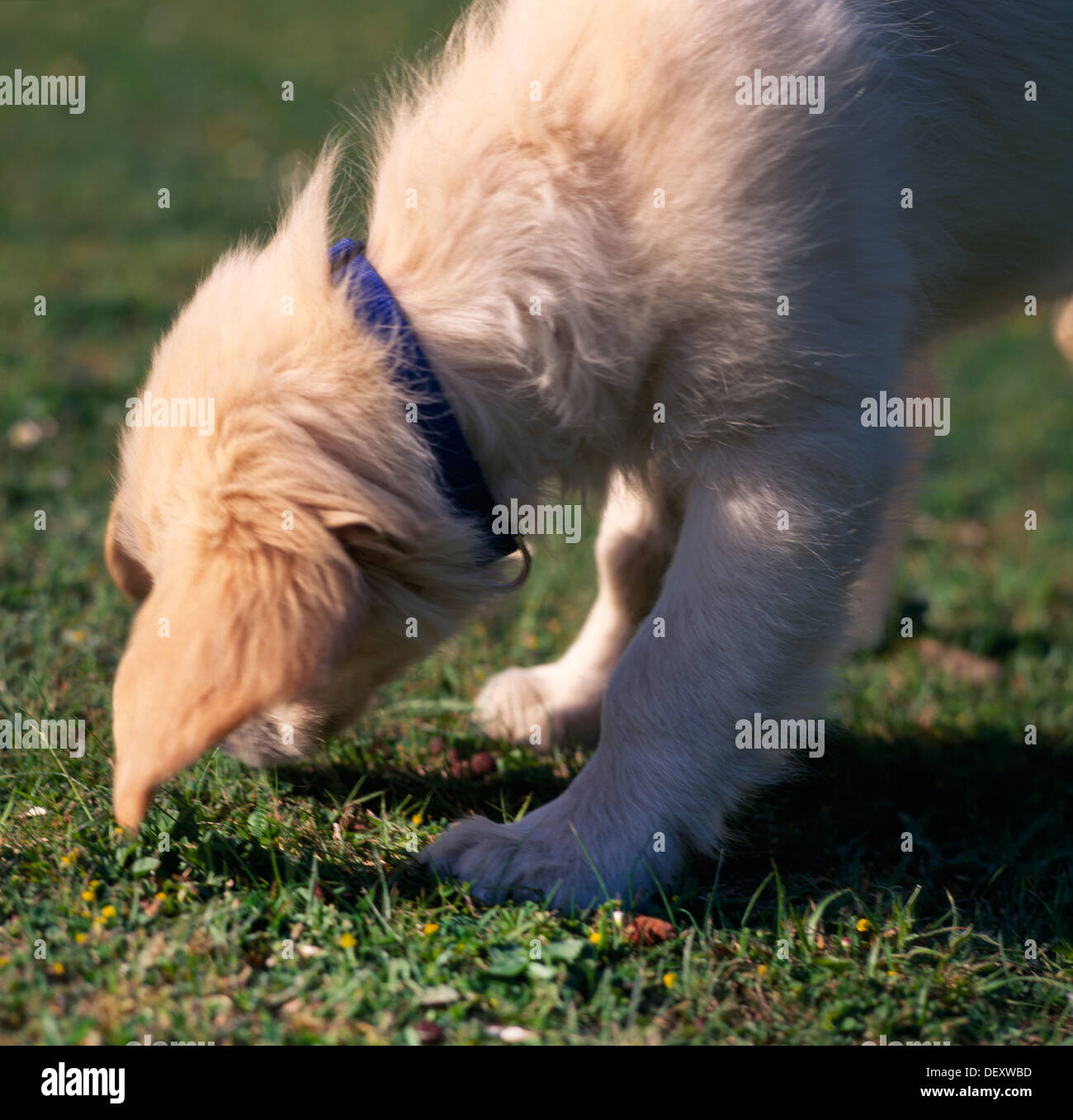 Sniffing the grass hi-res stock photography and images - Alamy