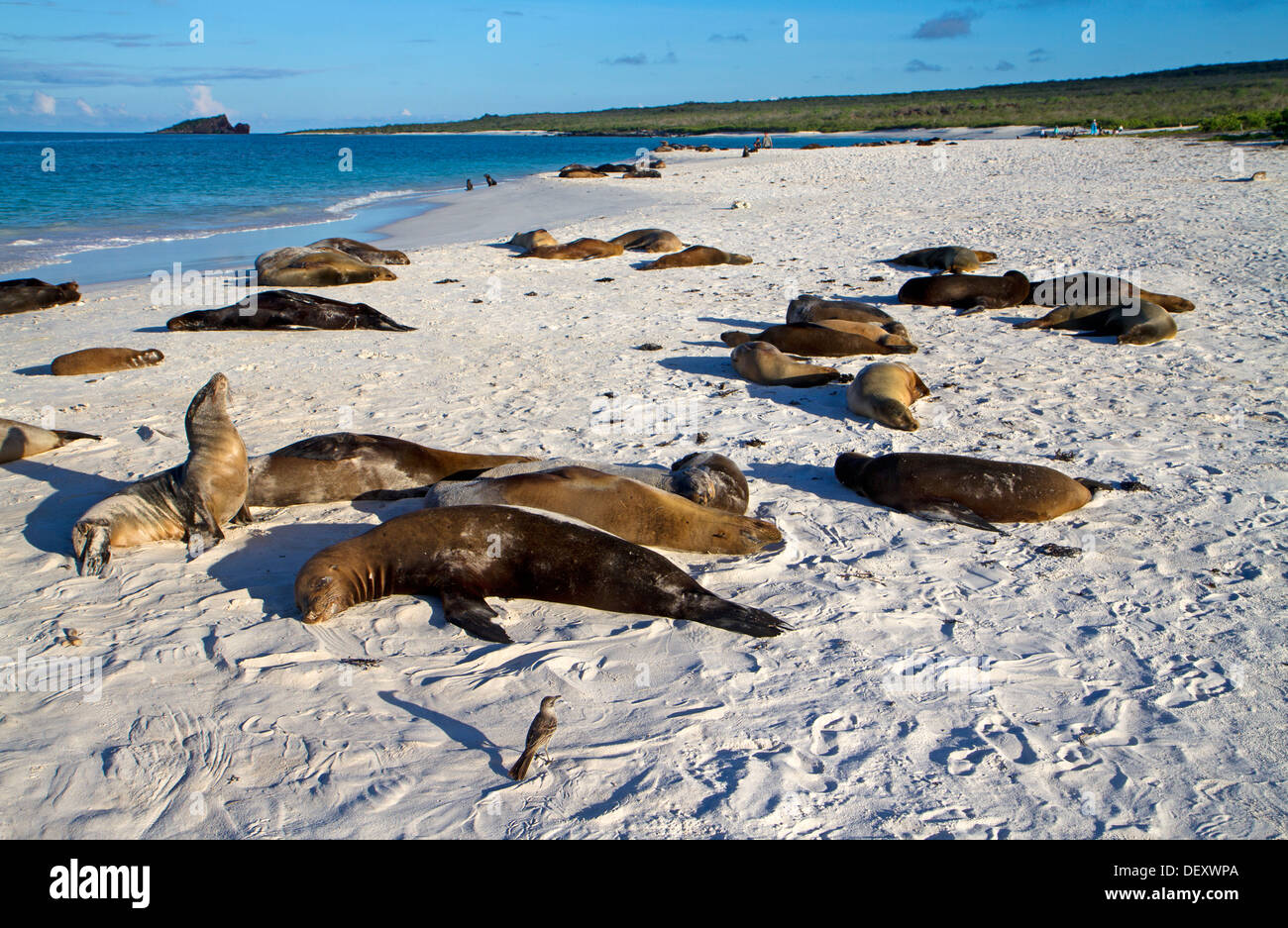 Galapagos sea lions at Gardner Bay, Espanola Island, Galapagos Islands ...