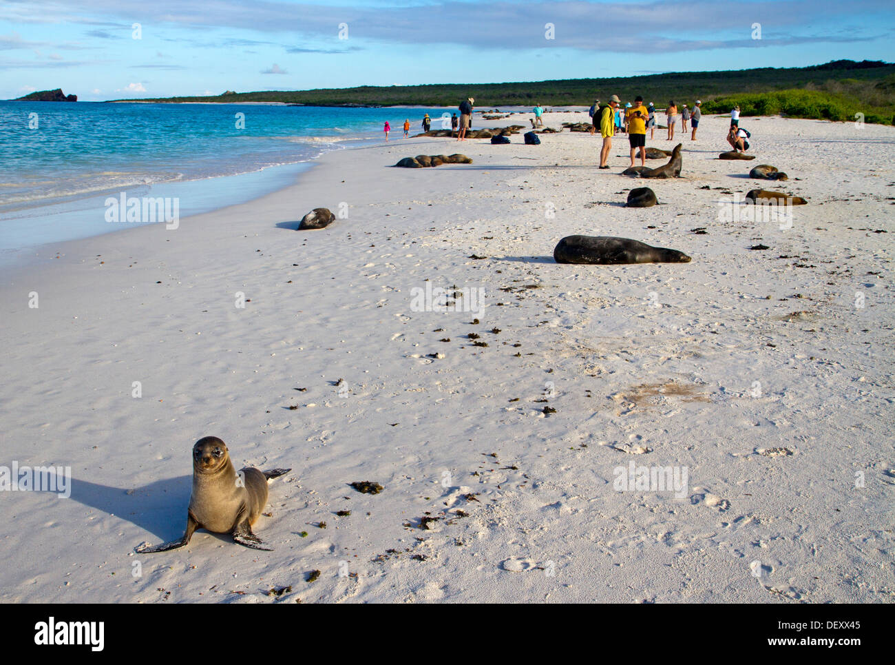 Galapagos sea lions and visitors at Gardner Bay, Espanola Island ...