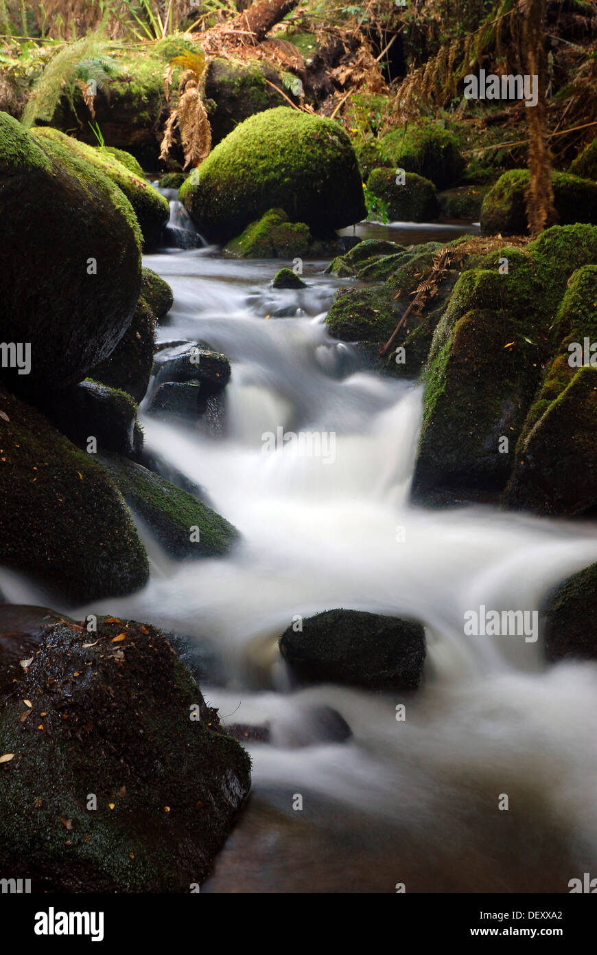 Flowing water of a small stream near St. Columba Falls, Tasmania ...