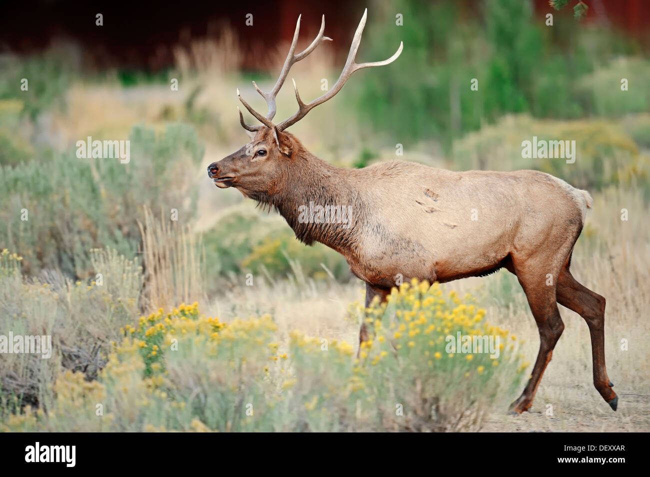 Wapiti or Elk (Cervus canadensis, Cervus elaphus canadensis), male ...