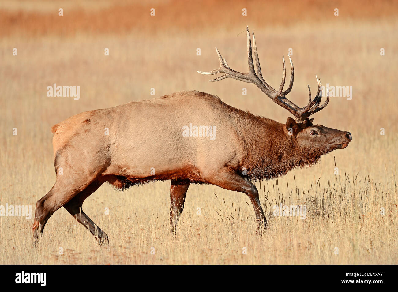 Wapiti or Elk (Cervus canadensis, Cervus elaphus canadensis), male ...