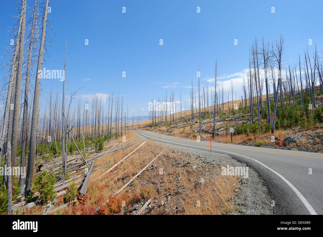 Coniferous forest america wildlife hi-res stock photography and images ...