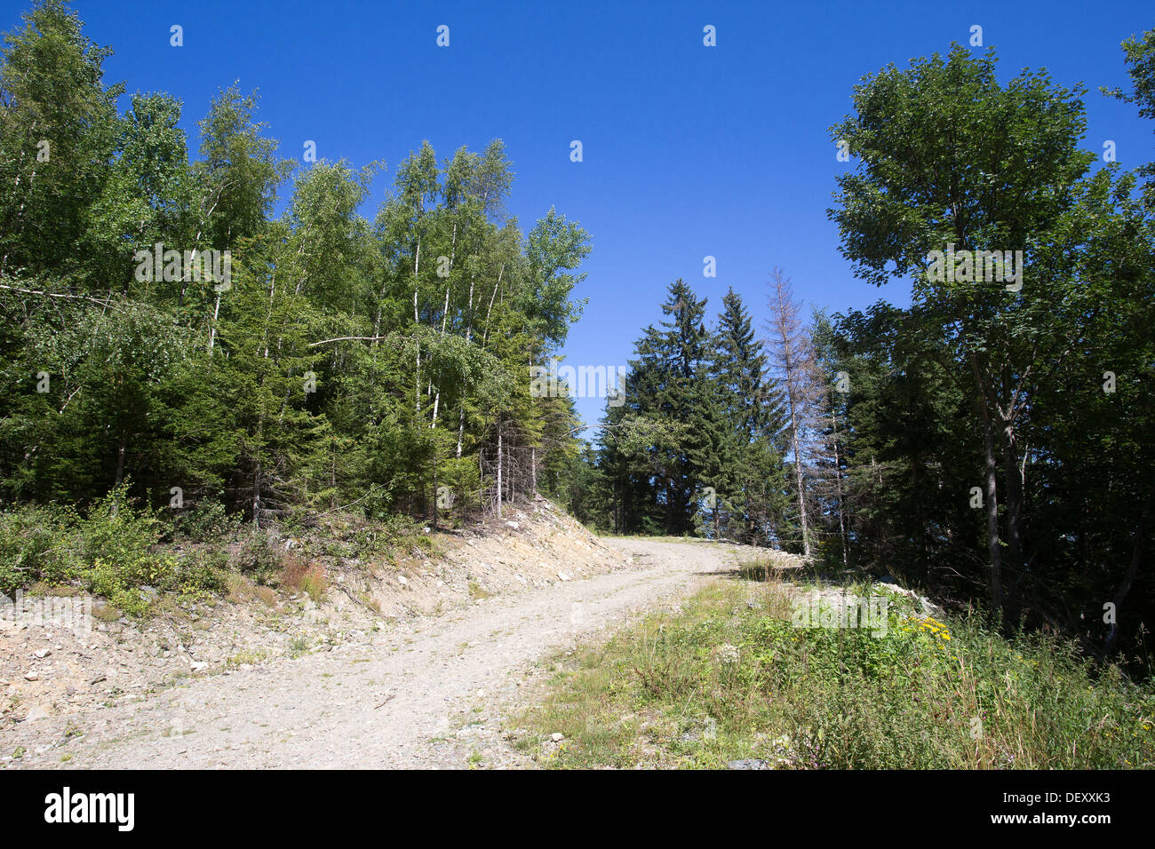 Foret Communale St Martin d'Uriage Isere Rhone Alps Alpes France Stock ...