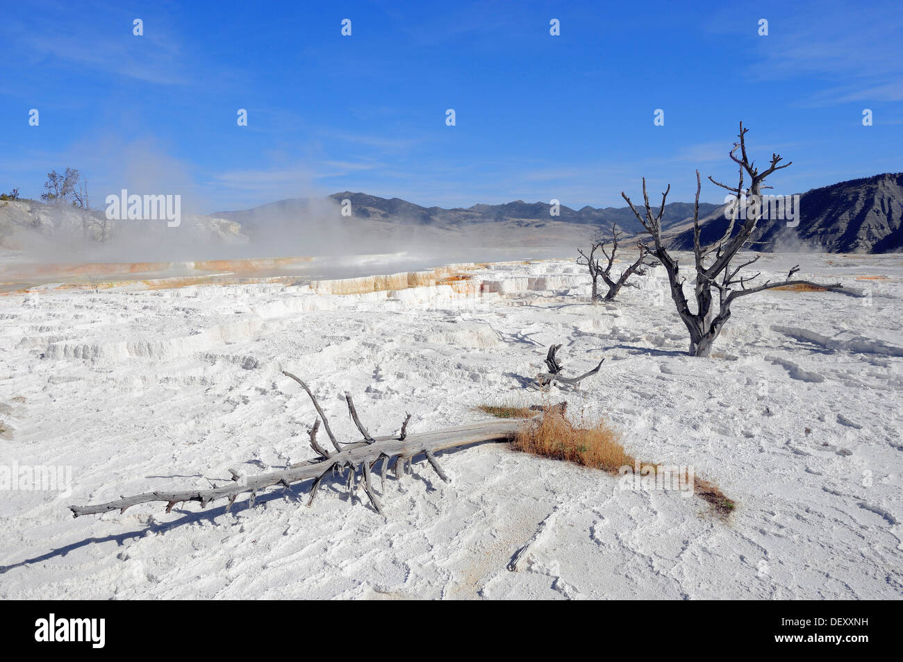 Main Terrace with dead trees, hot spring with travertine sinter ...