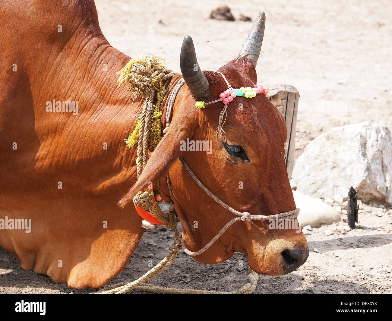 Cow worship india hi-res stock photography and images - Alamy