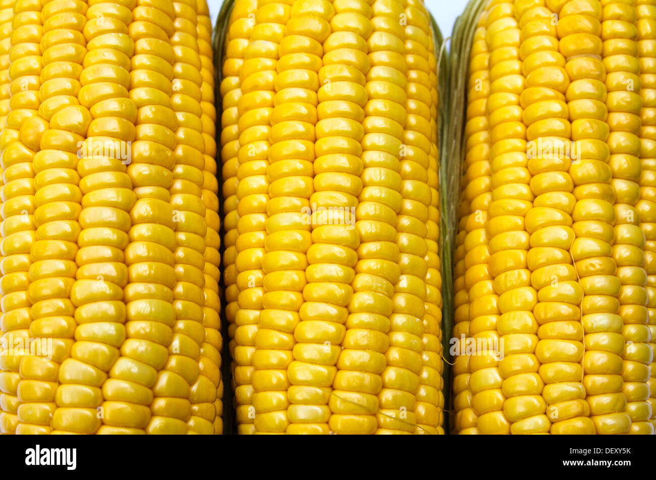 Bright color sweet corn Stock Photo - Alamy