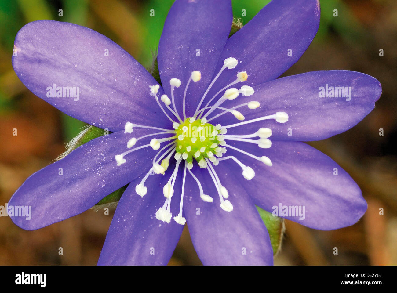 Chaix hi-res stock photography and images - Alamy