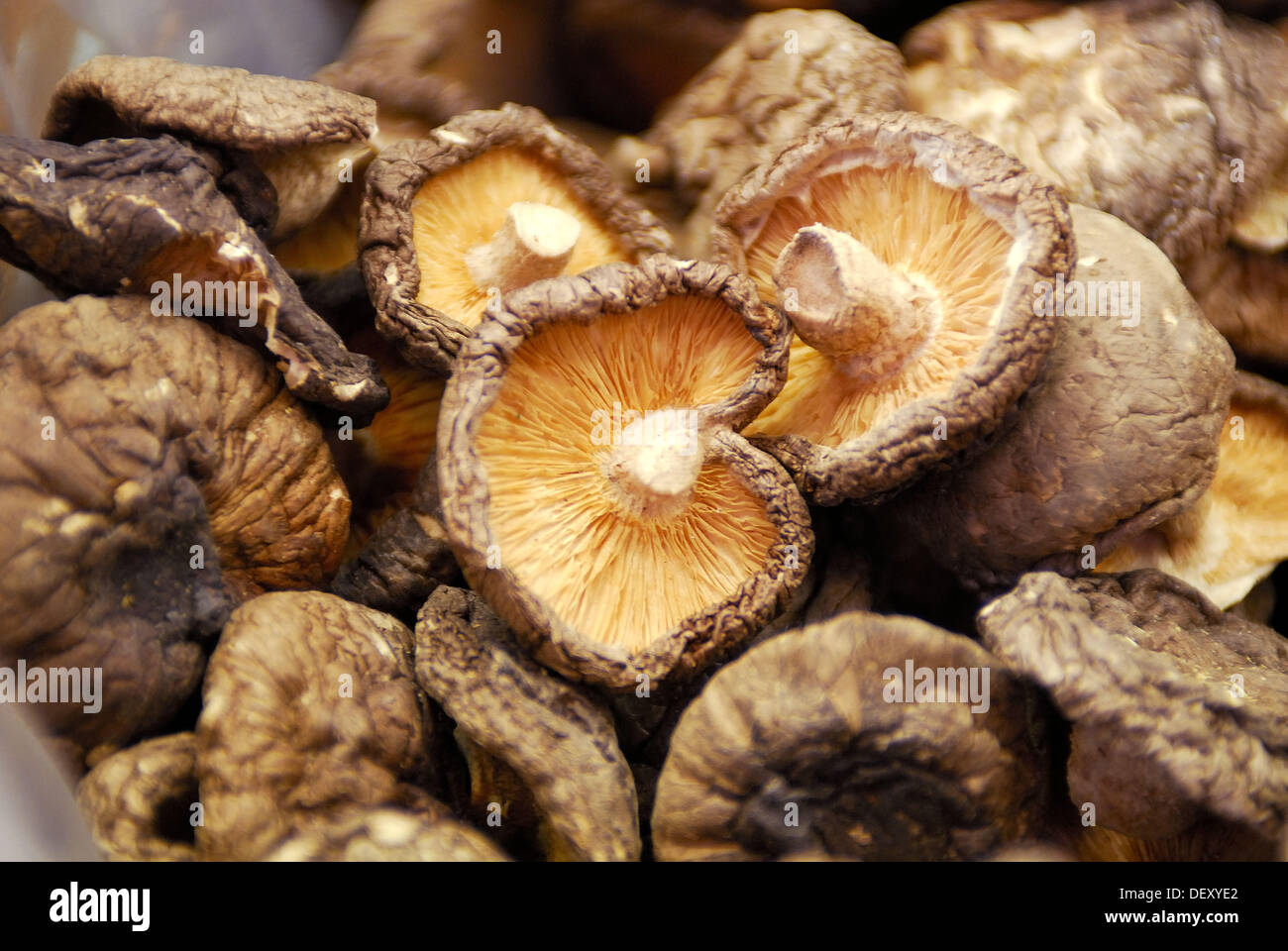 Lentinus edodes hi-res stock photography and images - Alamy