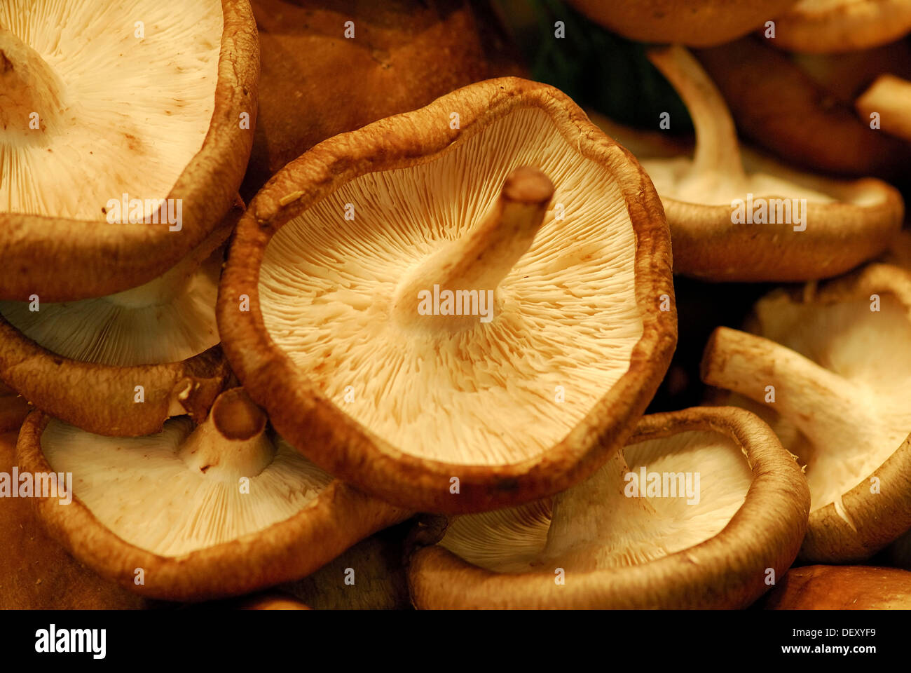 Lentinus edodes hi-res stock photography and images - Alamy
