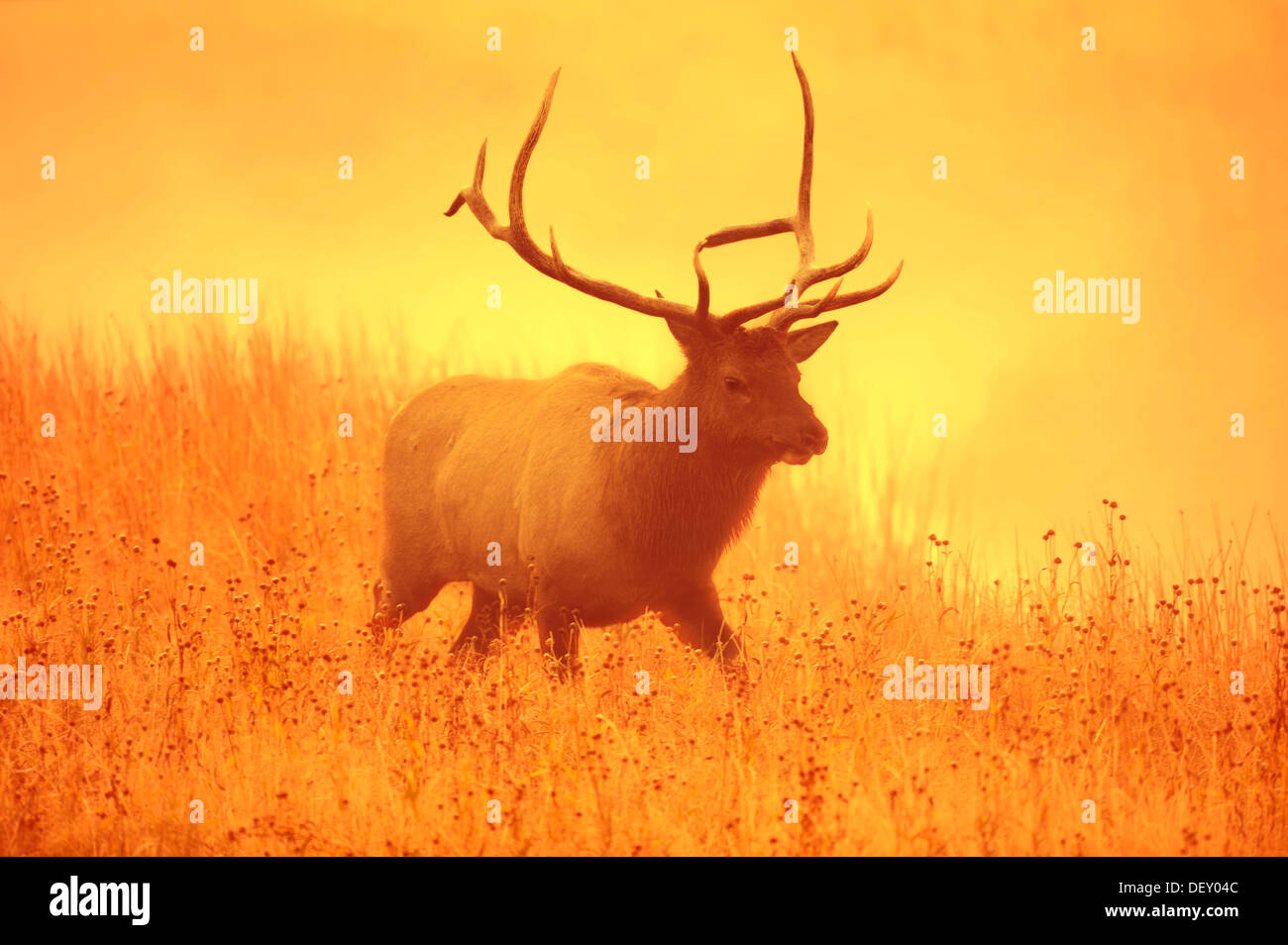Elk in the mist hi-res stock photography and images - Alamy