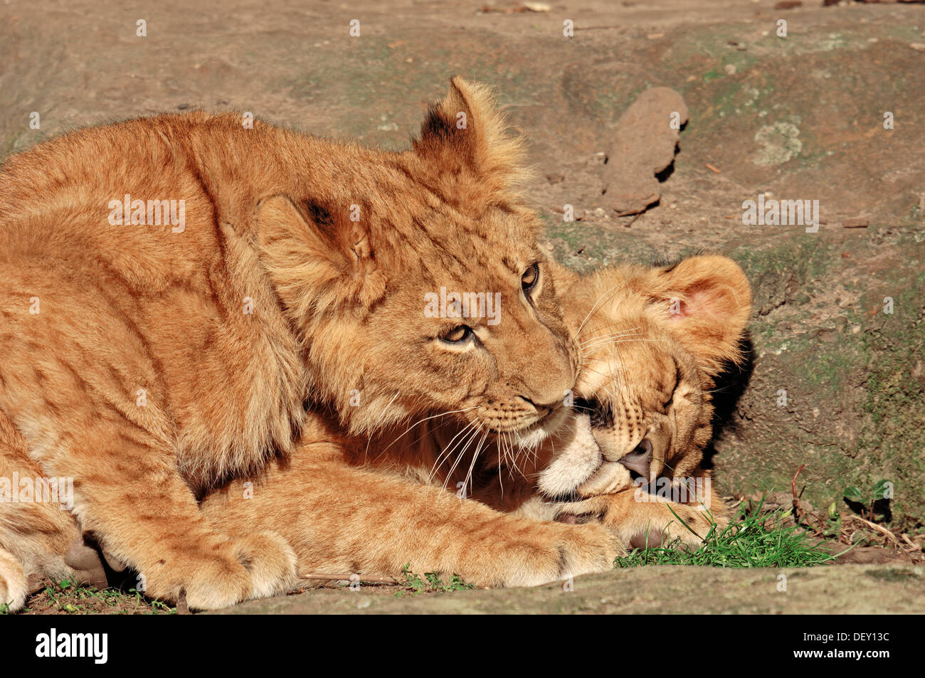 African lion cubs panthera leo hi-res stock photography and images - Alamy