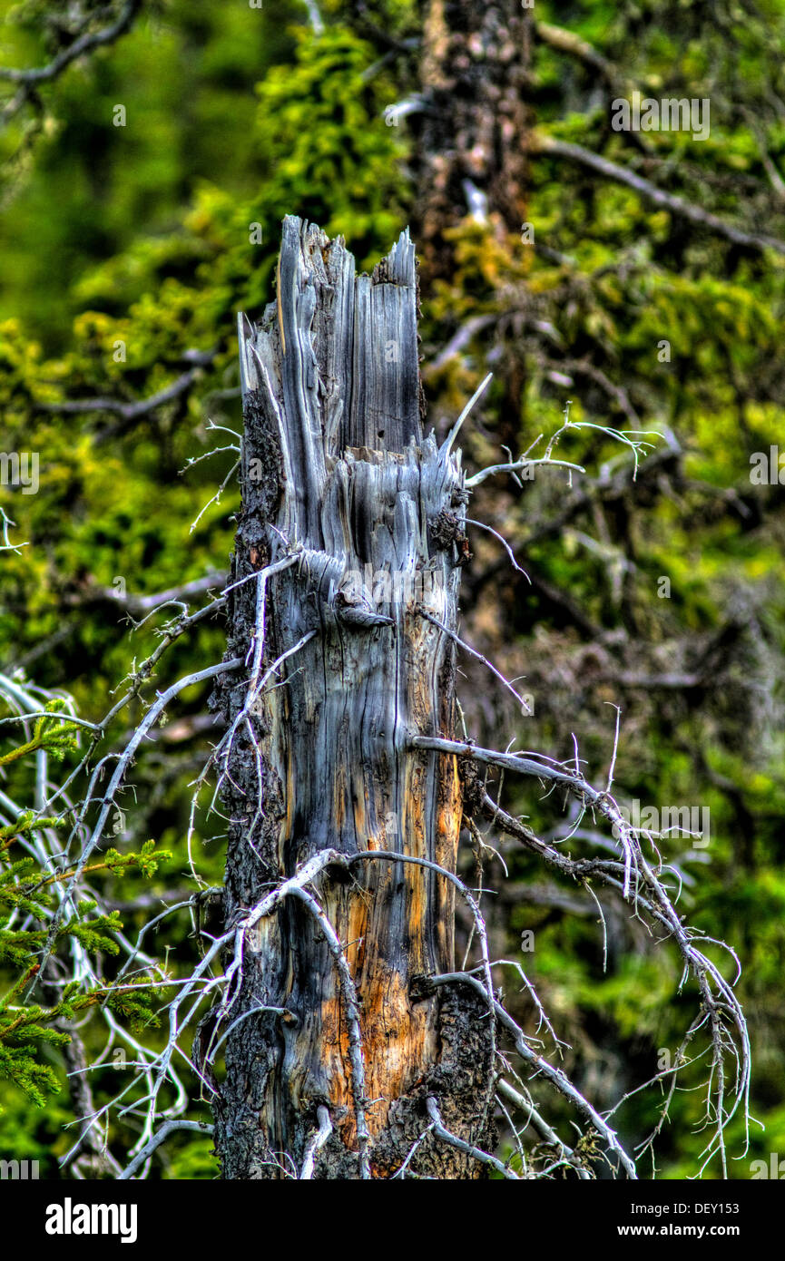 Deforestation vertical hi-res stock photography and images - Alamy