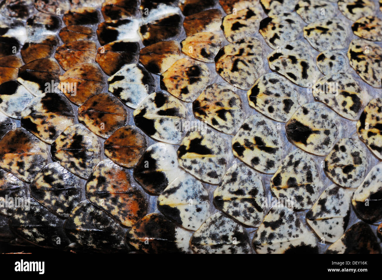 Rhinoceros Horned Viper, Riverjack or Horned Puff Adder (Bitis ...