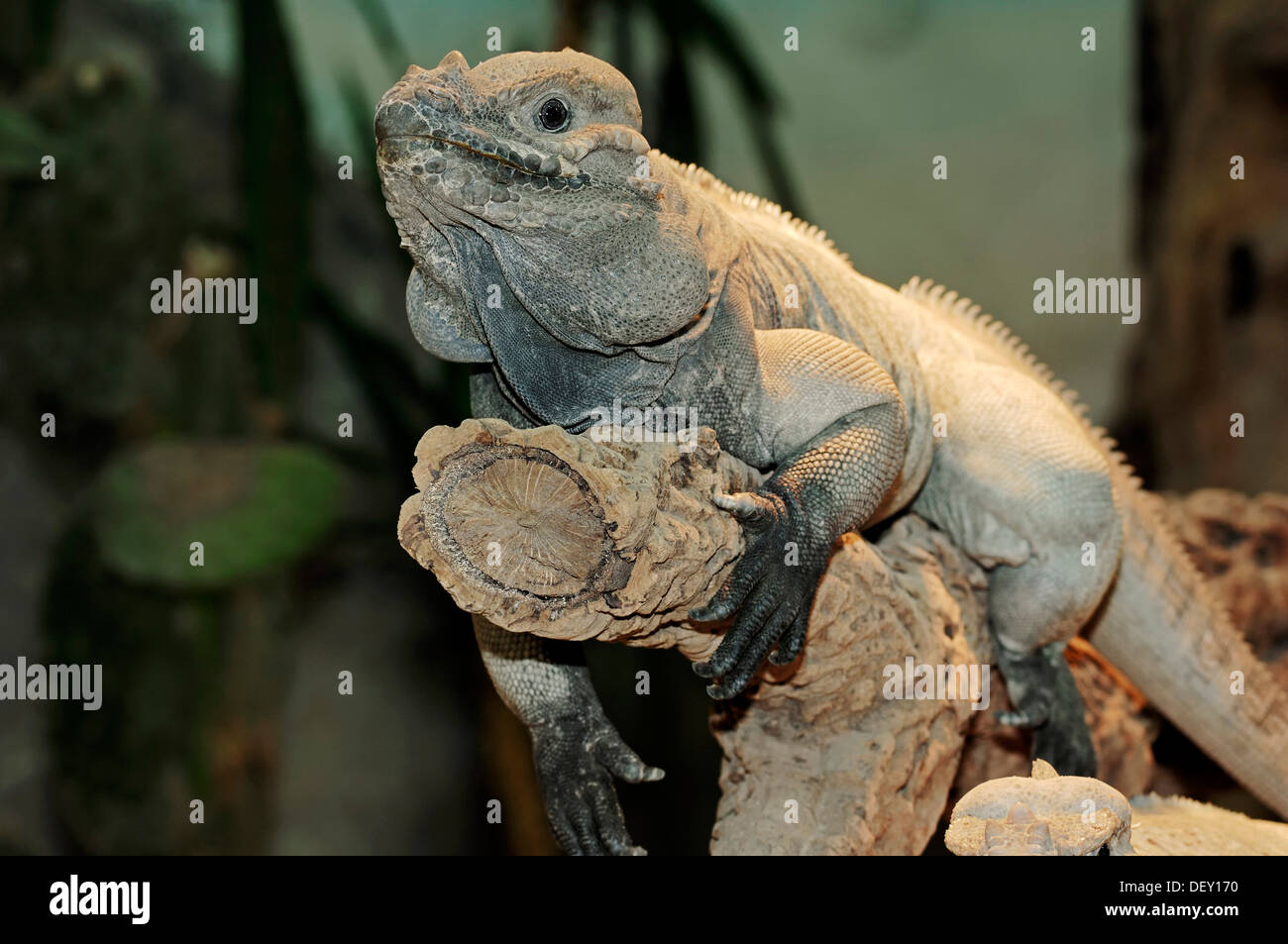Rhinoceros Iguana (Cyclura cornuta), native to South America, in ...