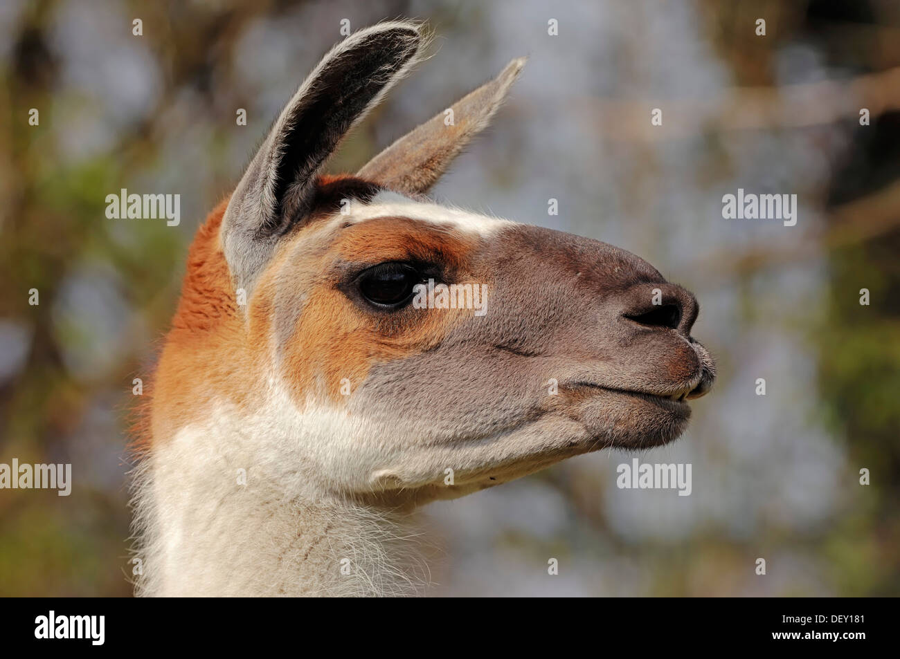 Llama (Lama glama), portrait, native to South America, in captivity ...