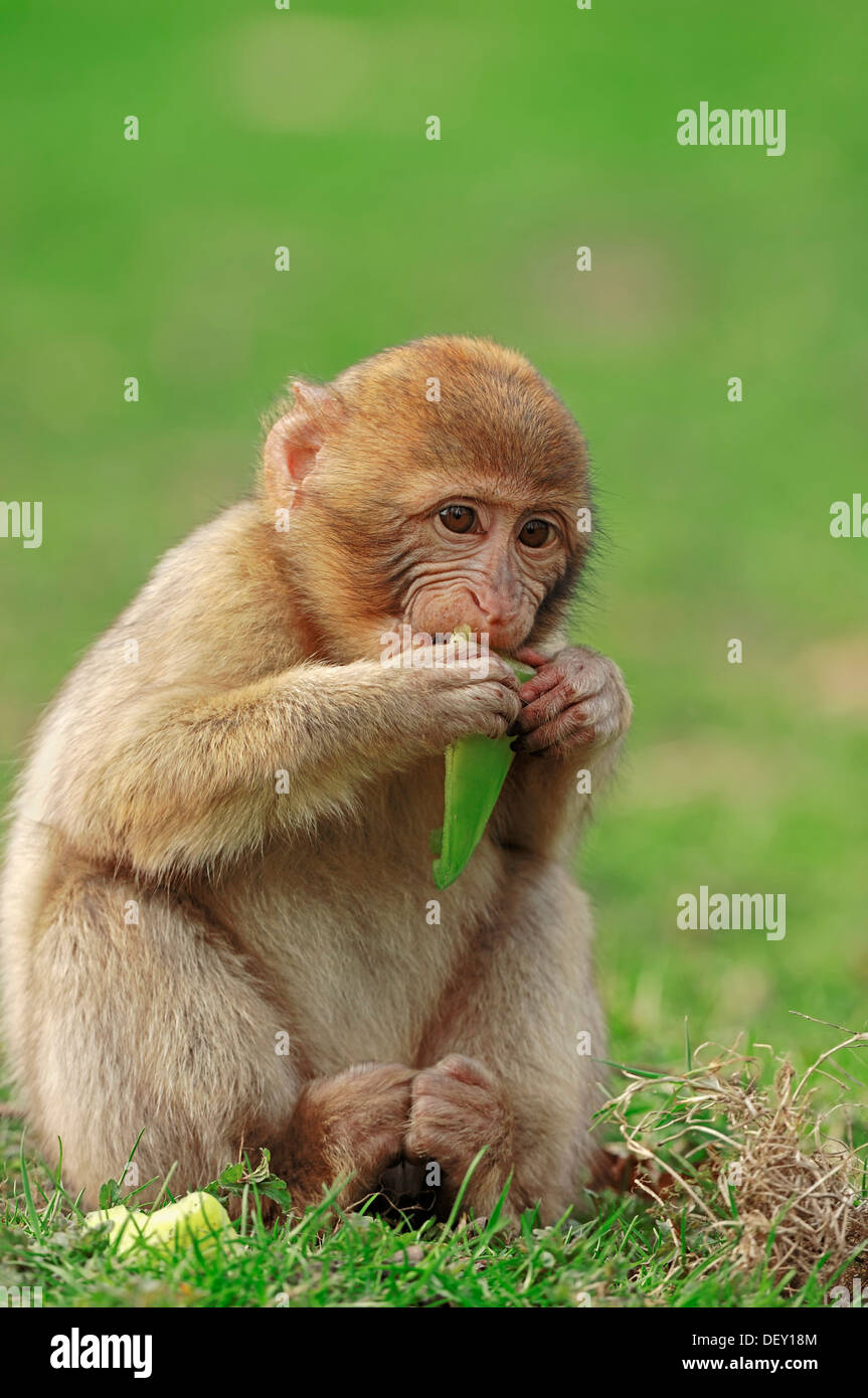 Barbary Macaque (Macaca sylvanus, Macaca sylvana), juvenile, native to ...