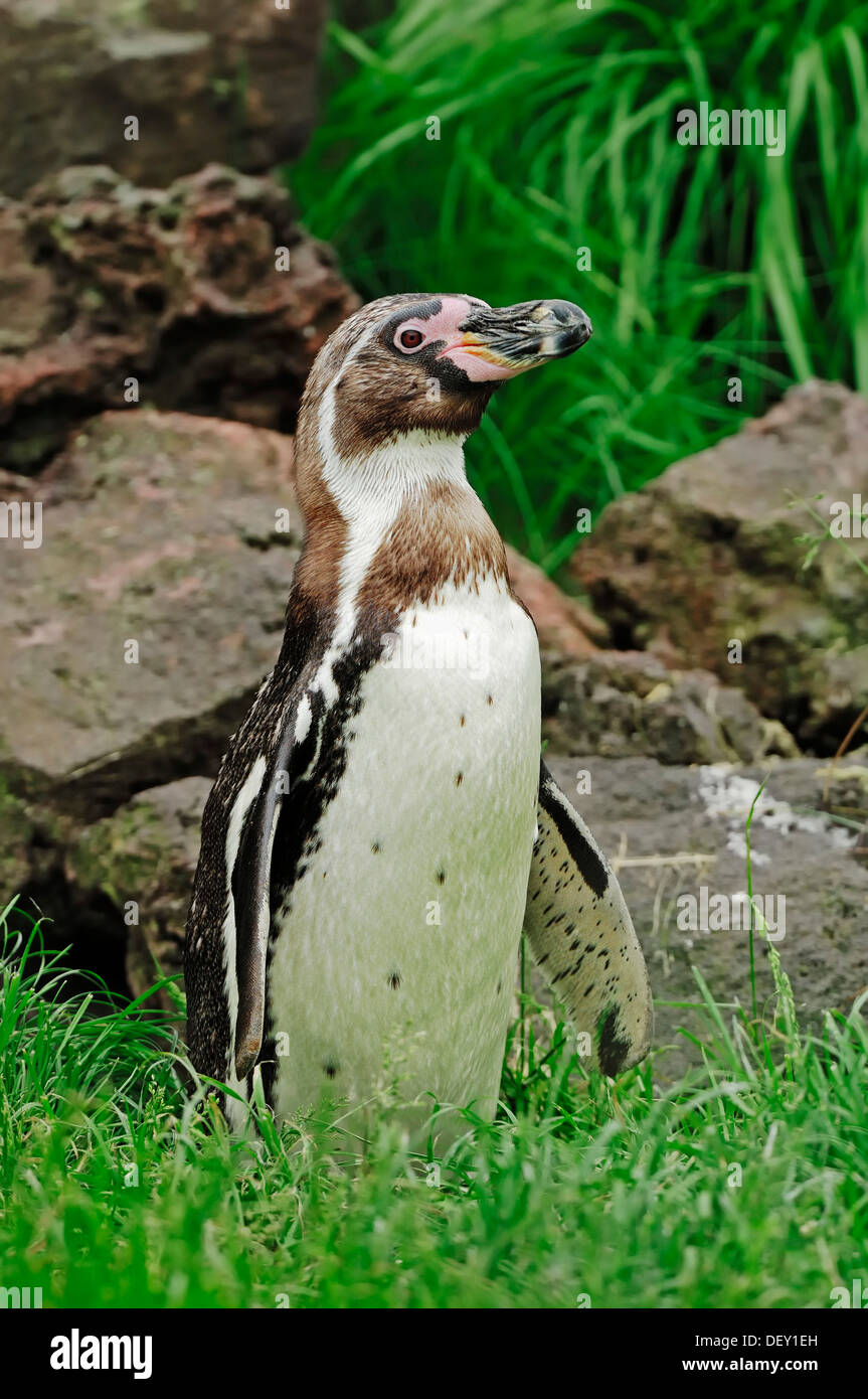 Peruvian penguin hi-res stock photography and images - Alamy
