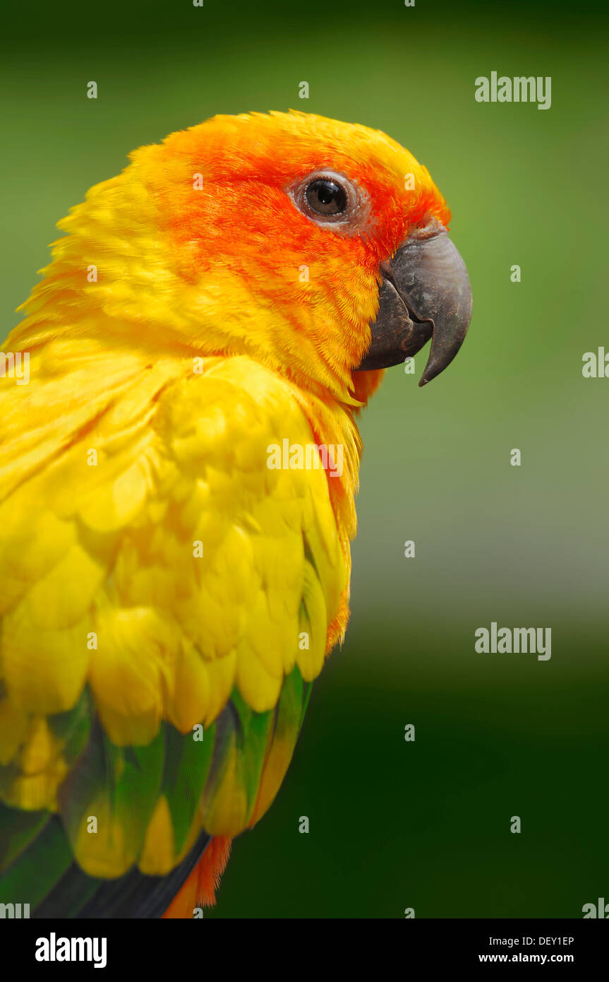 Sun Parakeet or Sun Conure (Aratinga solstitialis), portrait, native to ...