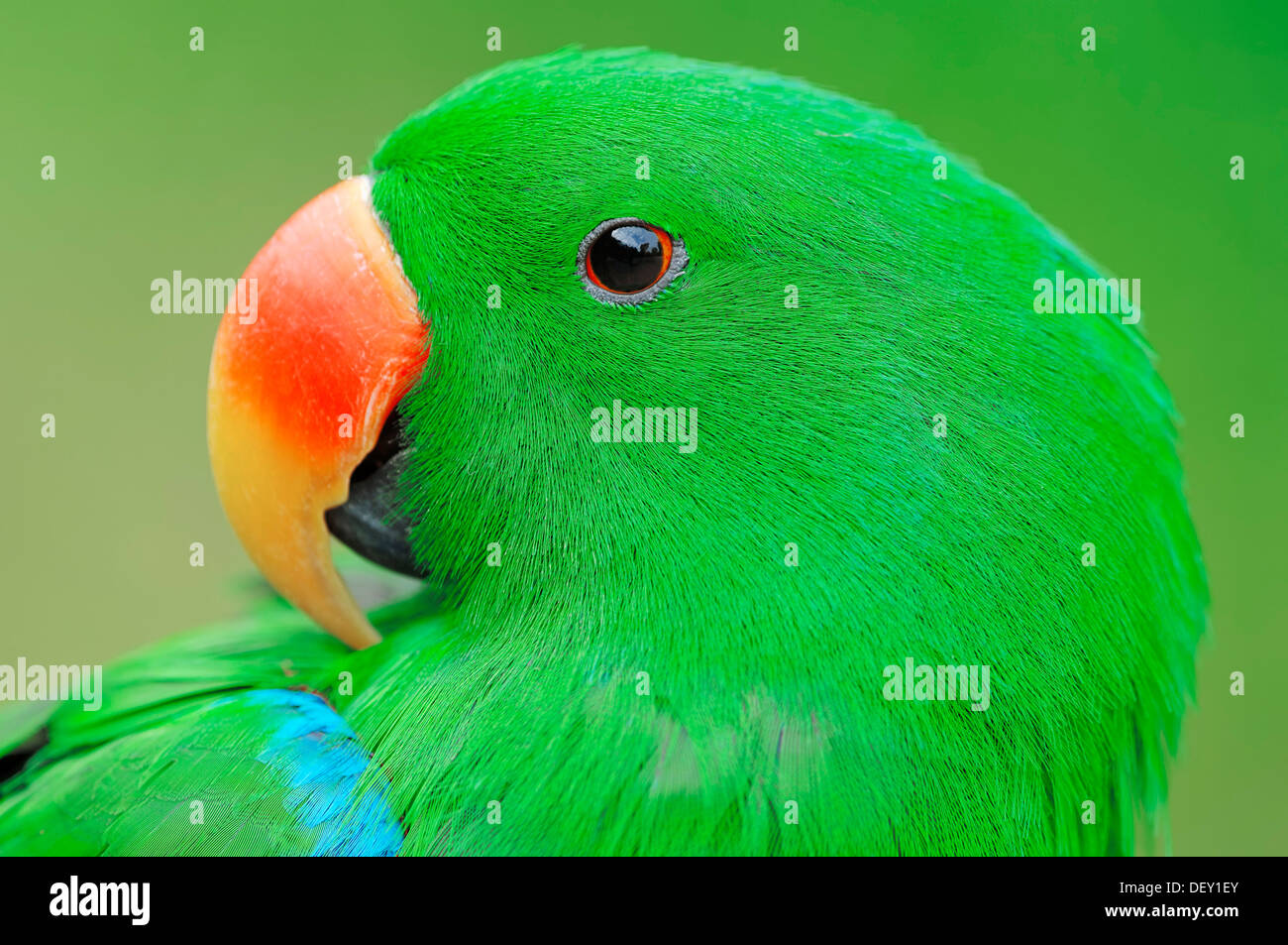 New Guinea Red-sided Eclectus Parrot (Eclectus roratus polychloros ...