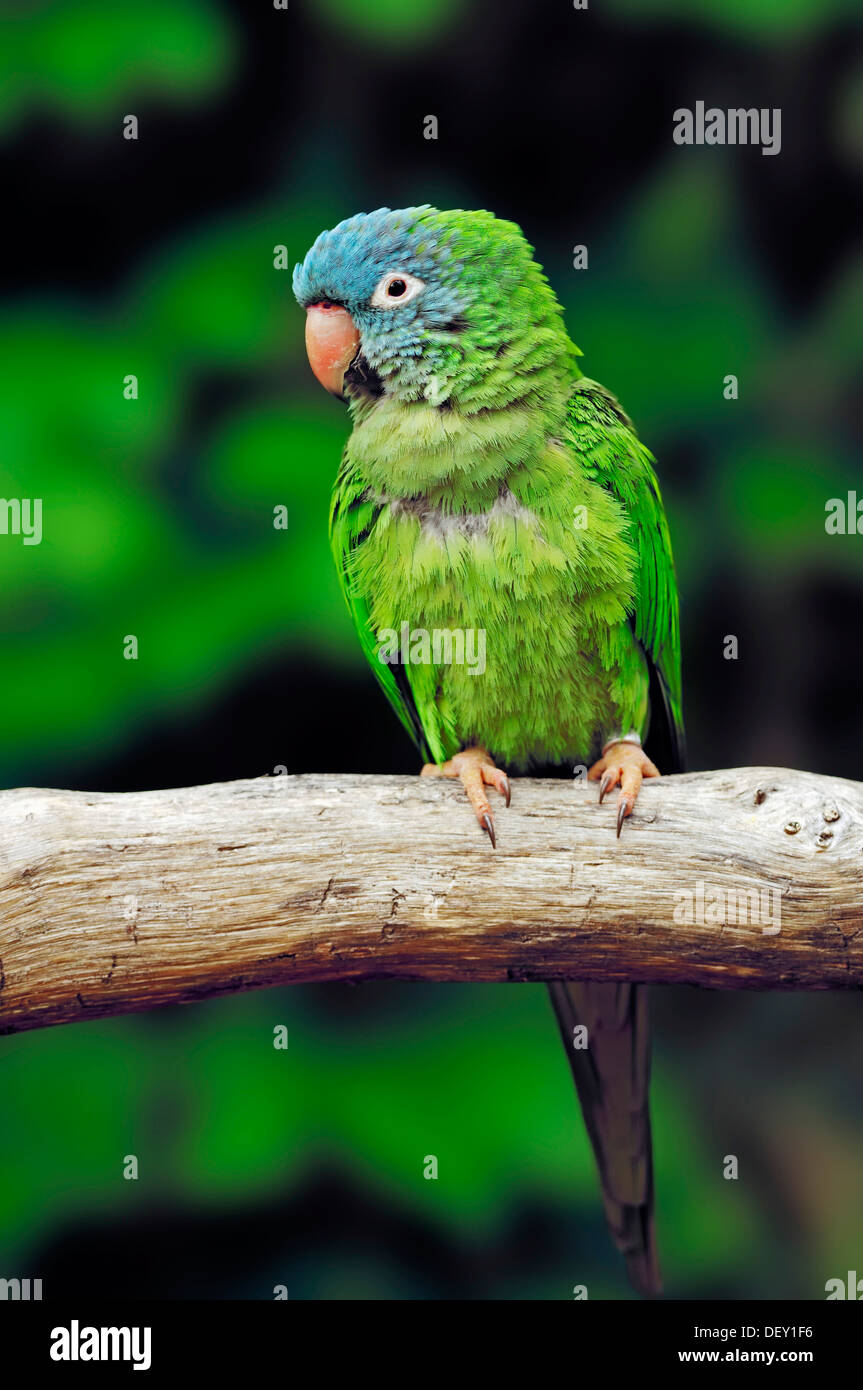 Sharp tailed conure hi-res stock photography and images - Alamy