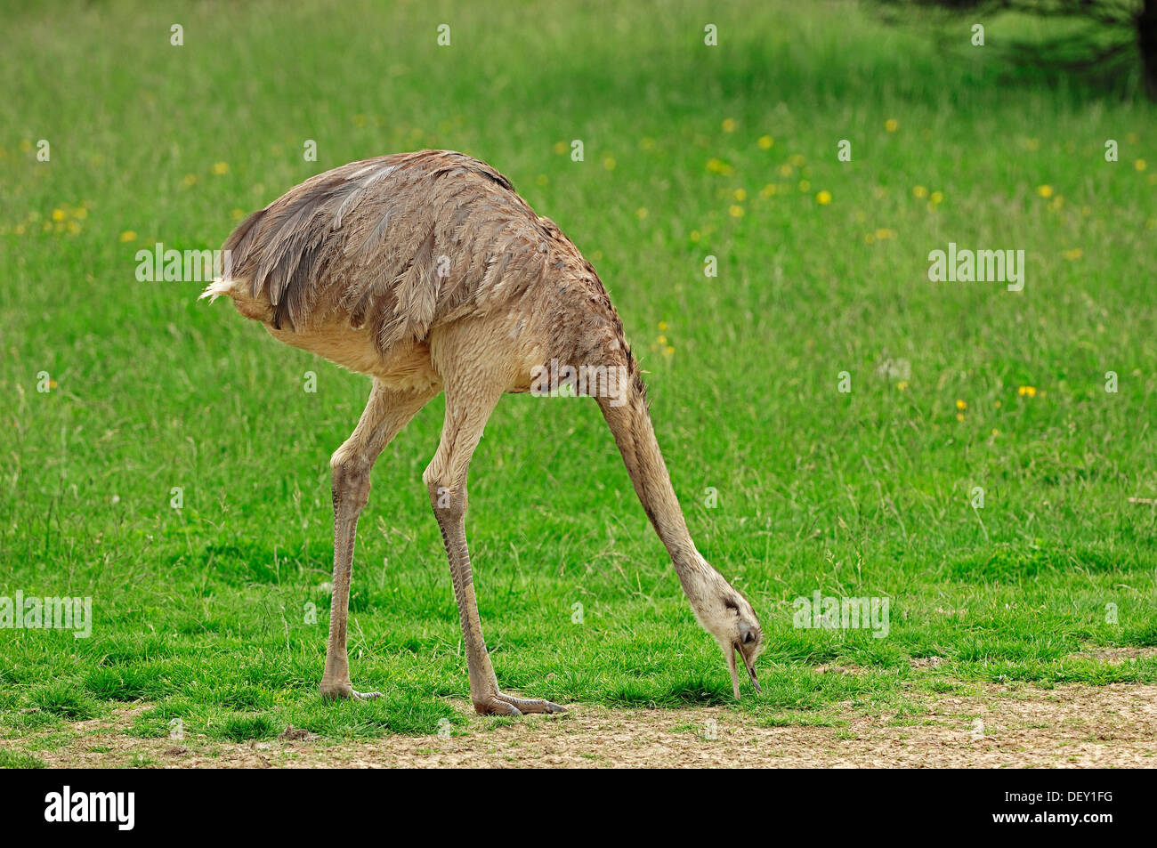 Greater Rhea (Rhea americana), native to South America, in captivity ...